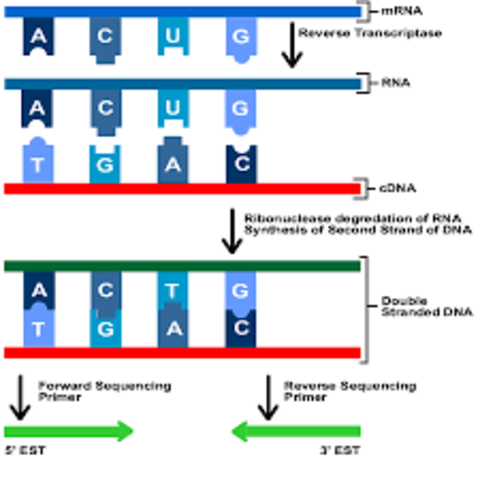 Principales descubrimientos del ADN timeline | Timetoast timelines