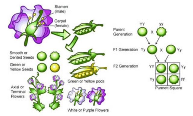 Biological Contributions timeline | Timetoast timelines