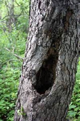 To Kill a Mocking Bird timeline | Timetoast timelines