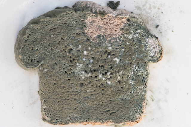Bread Mold Growth timeline | Timetoast timelines