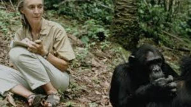 Jane Goodall timeline | Timetoast timelines