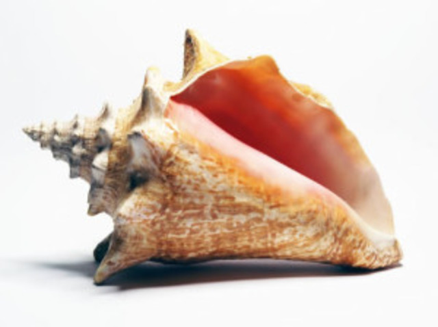 Lord of the Flies timeline | Timetoast timelines