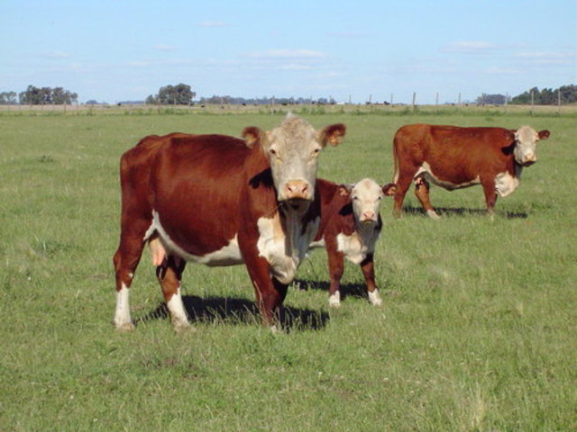 El Descubrimiento De La Estructura Humana timeline | Timetoast timelines