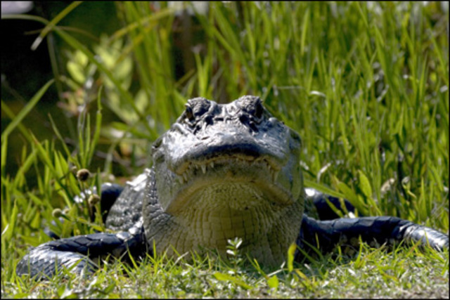 Everglades timeline | Timetoast timelines