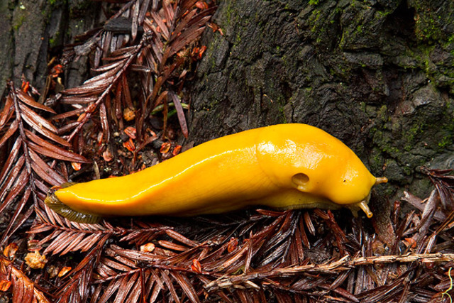 Temperate Rainforest (Olympic Rainforest) timeline | Timetoast timelines