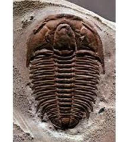 LA EVOLUCIÓN DE LA TIERRA timeline | Timetoast timelines