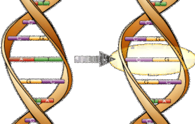teorias de la evolucion timeline | Timetoast timelines