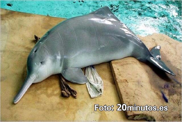 300 años de extinción animal timeline | Timetoast timelines