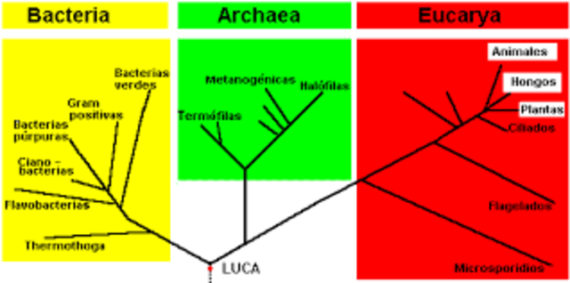 HISTORIA DE LA MICROBIOLOGIA timeline | Timetoast timelines