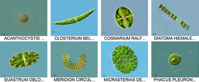 HISTORIA DE LA MICROBIOLOGIA timeline | Timetoast timelines