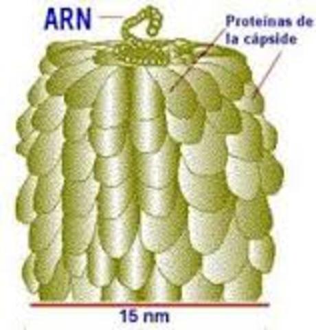 Historia de la Microbiologia timeline | Timetoast timelines