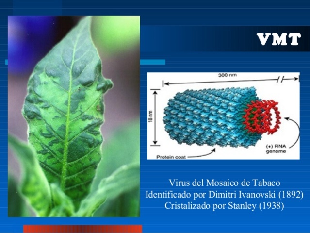 EVENTOS IMPORTANTES DE MICROBIOLOGIA timeline | Timetoast timelines