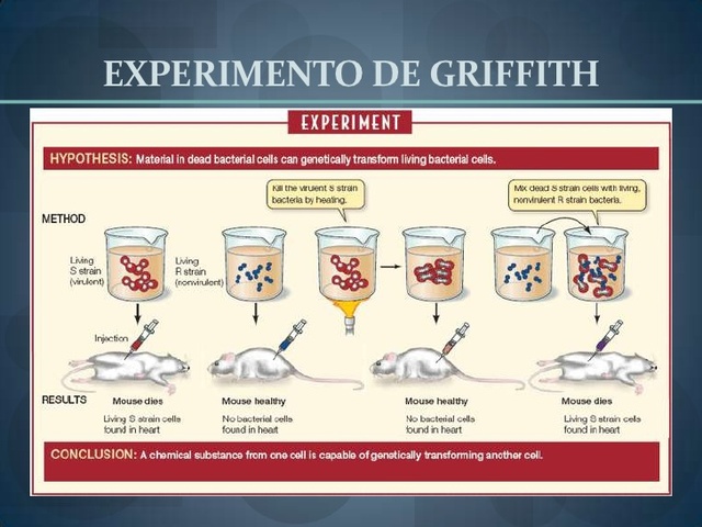 EVENTOS IMPORTANTES DE MICROBIOLOGIA timeline | Timetoast timelines
