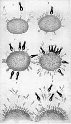EVENTOS IMPORTANTES MICROBIOLOGIA timeline | Timetoast timelines