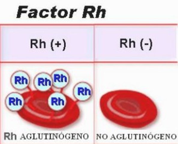 Historia de la inmunologia timeline | Timetoast timelines