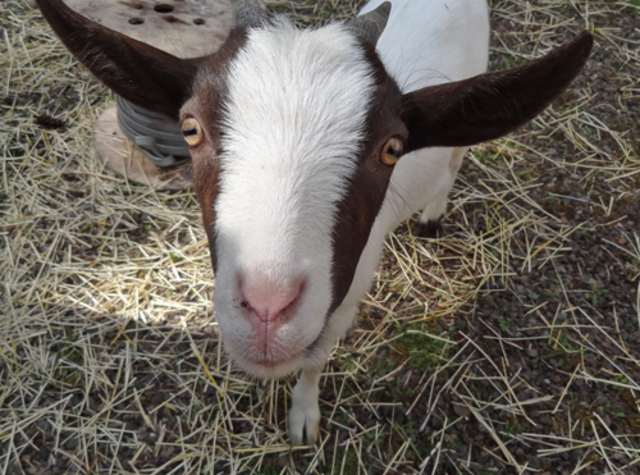 Goats timeline | Timetoast timelines