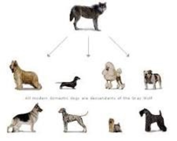 Dogs history timeline | Timetoast timelines