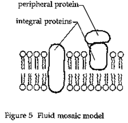 The History of the Cell Membrane timeline | Timetoast timelines