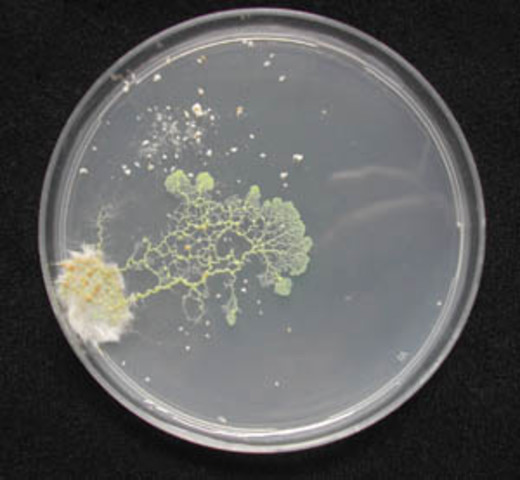 Microbiologia timeline | Timetoast timelines