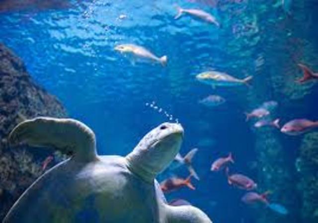 Ecología timeline | Timetoast timelines