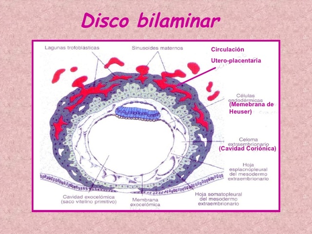el desarrollo biologico del ser humano timeline | Timetoast timelines