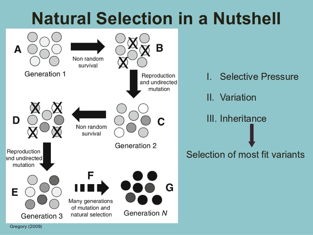 Genetics Through Time timeline | Timetoast timelines