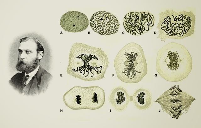 Genetics Through Time timeline | Timetoast timelines
