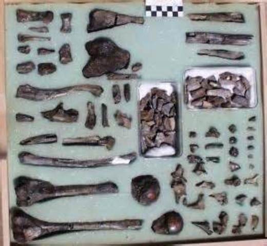 Neanderthals Encounter with Homosapiens timeline | Timetoast timelines