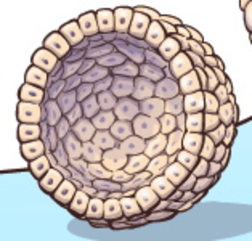 Blastula