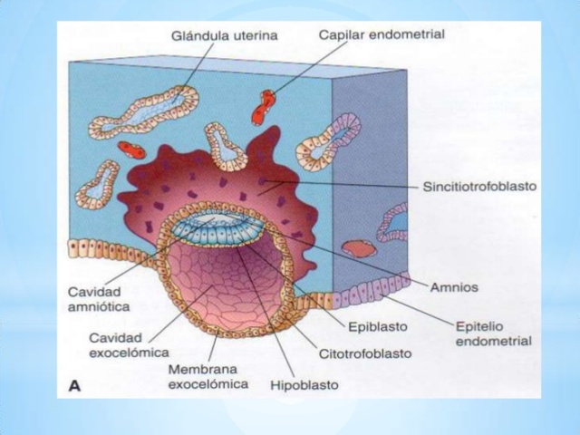 Ciclo Vital timeline | Timetoast timelines