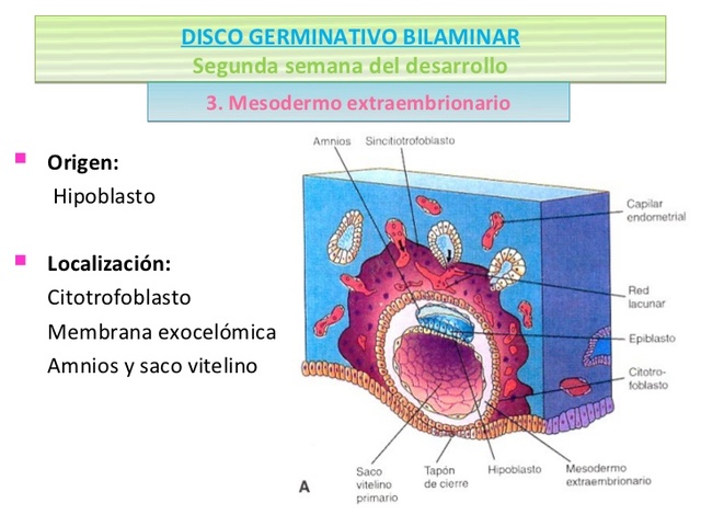 Ciclo Vital timeline | Timetoast timelines