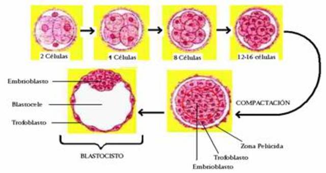 Ciclo vital del ser humano timeline | Timetoast timelines
