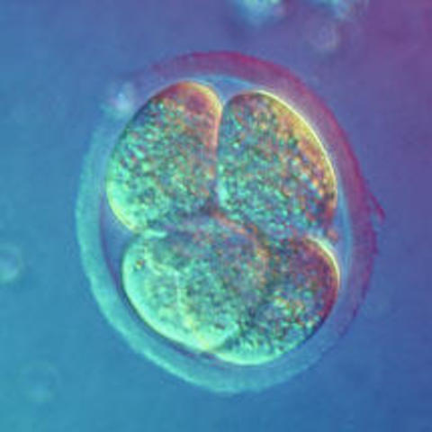 Linea del tiempo del ciclo vital timeline | Timetoast timelines