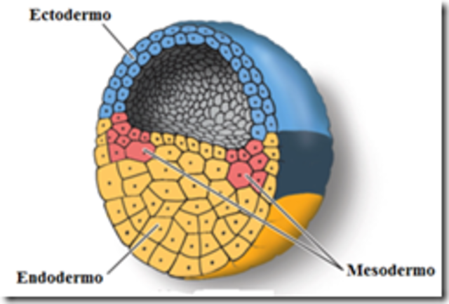 Ciclo vital humano timeline | Timetoast timelines