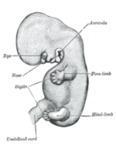 Etapa embrionaria y fetal timeline | Timetoast timelines