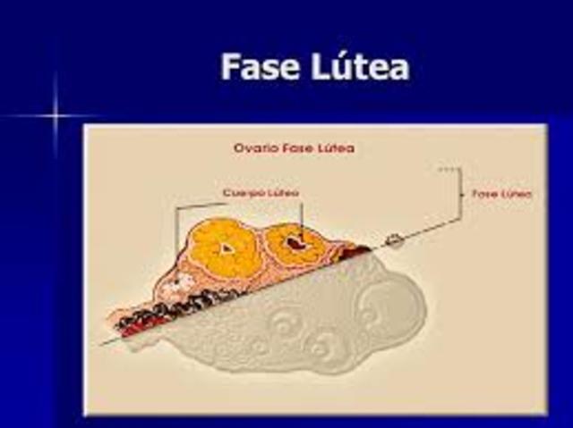 ciclo vital timeline | Timetoast timelines