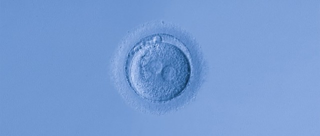 Ciclo Vital del Ser Humano timeline | Timetoast timelines