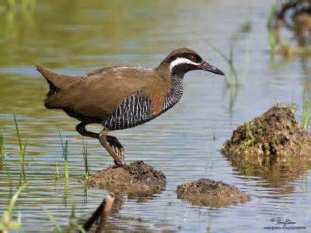 Extinction of Endangered Animals timeline | Timetoast timelines