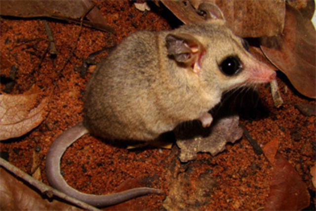 Extinction of Endangered Animals timeline | Timetoast timelines