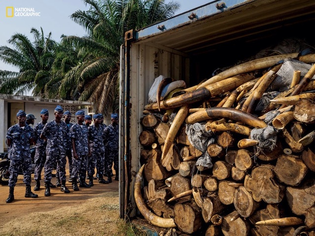The History of the Ivory Trade (Foreign) timeline | Timetoast timelines