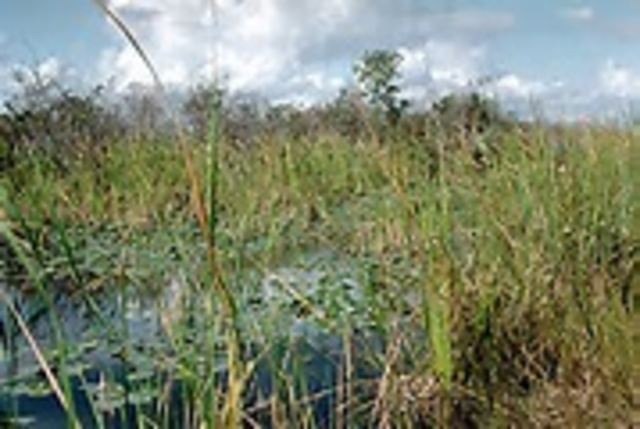 Geological Eras timeline | Timetoast timelines