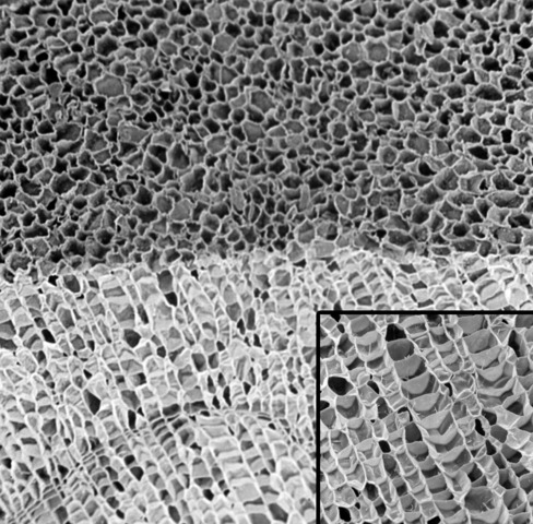 Cell Theory timeline | Timetoast timelines