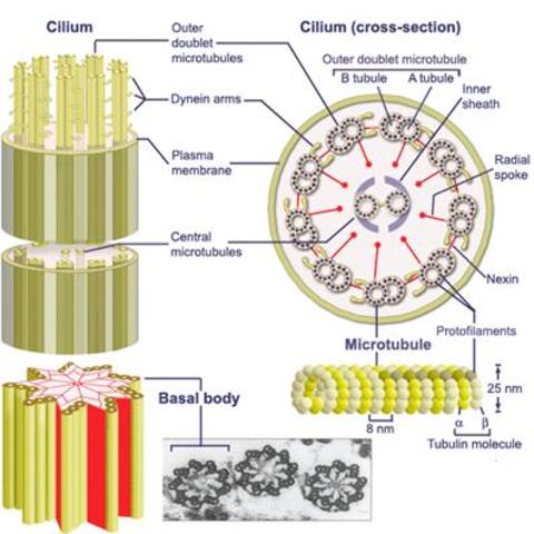 Cell Theory Timeline by River Town | Timetoast timelines