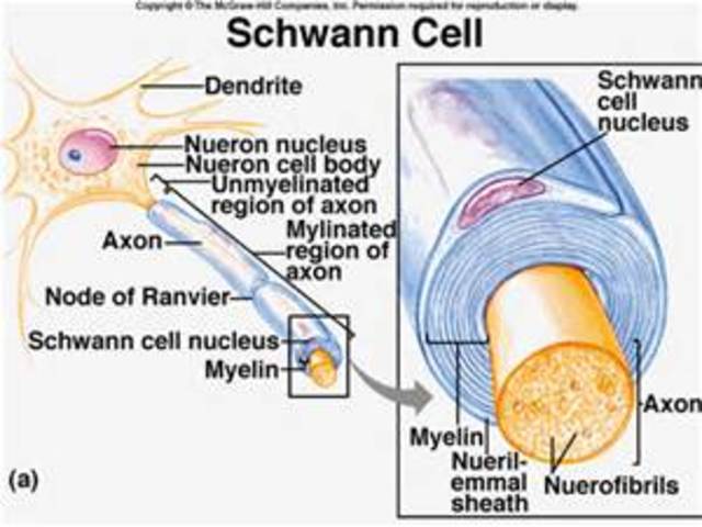 Cell Theory Timeline by River Town | Timetoast timelines