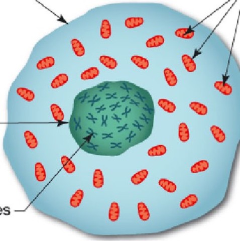 Cell Theory timeline | Timetoast timelines