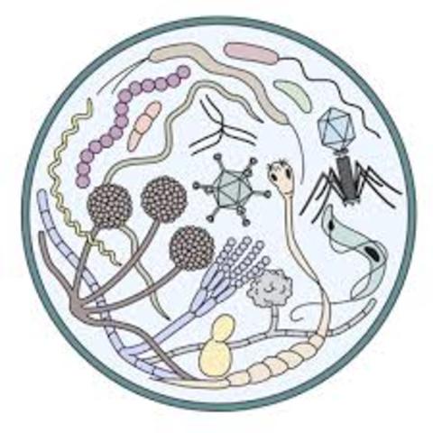 History of microbiology timeline | Timetoast timelines
