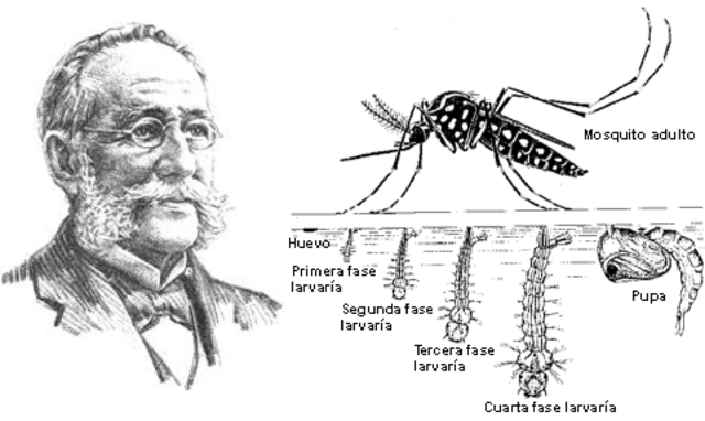 Microbiologia timeline | Timetoast timelines