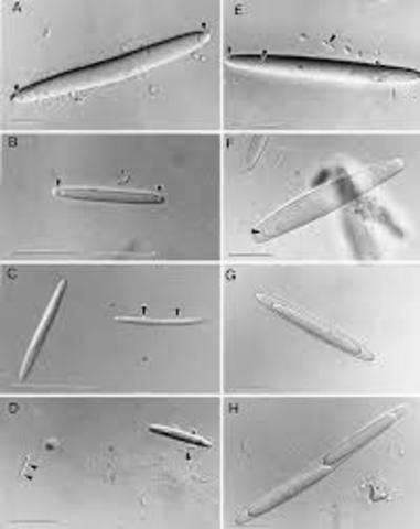 Microbiologia timeline | Timetoast timelines