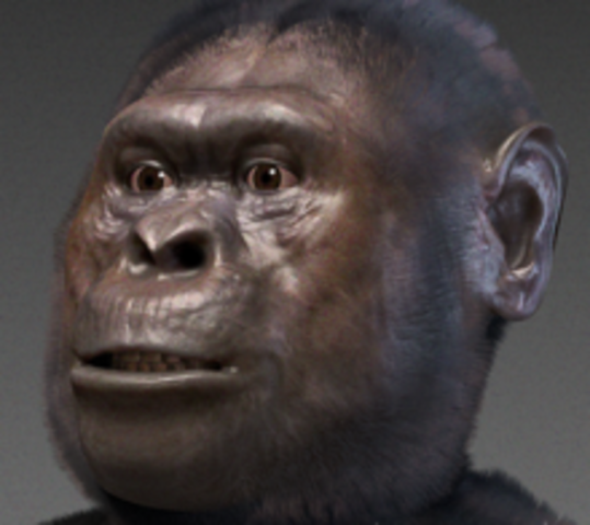Evolución de los homínidos timeline | Timetoast timelines