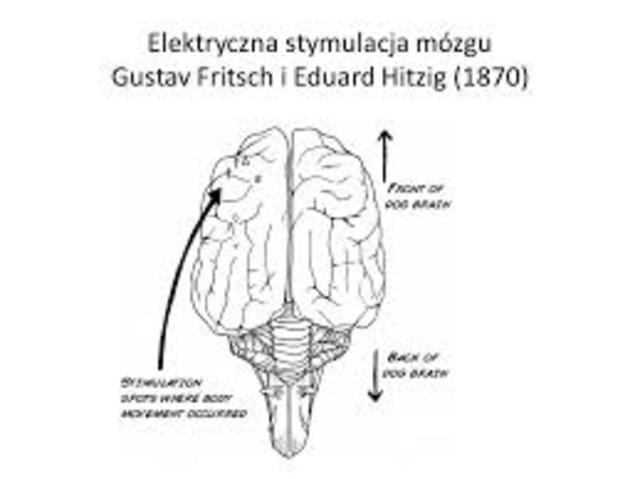 Introducción a la Neuropsicología timeline | Timetoast timelines